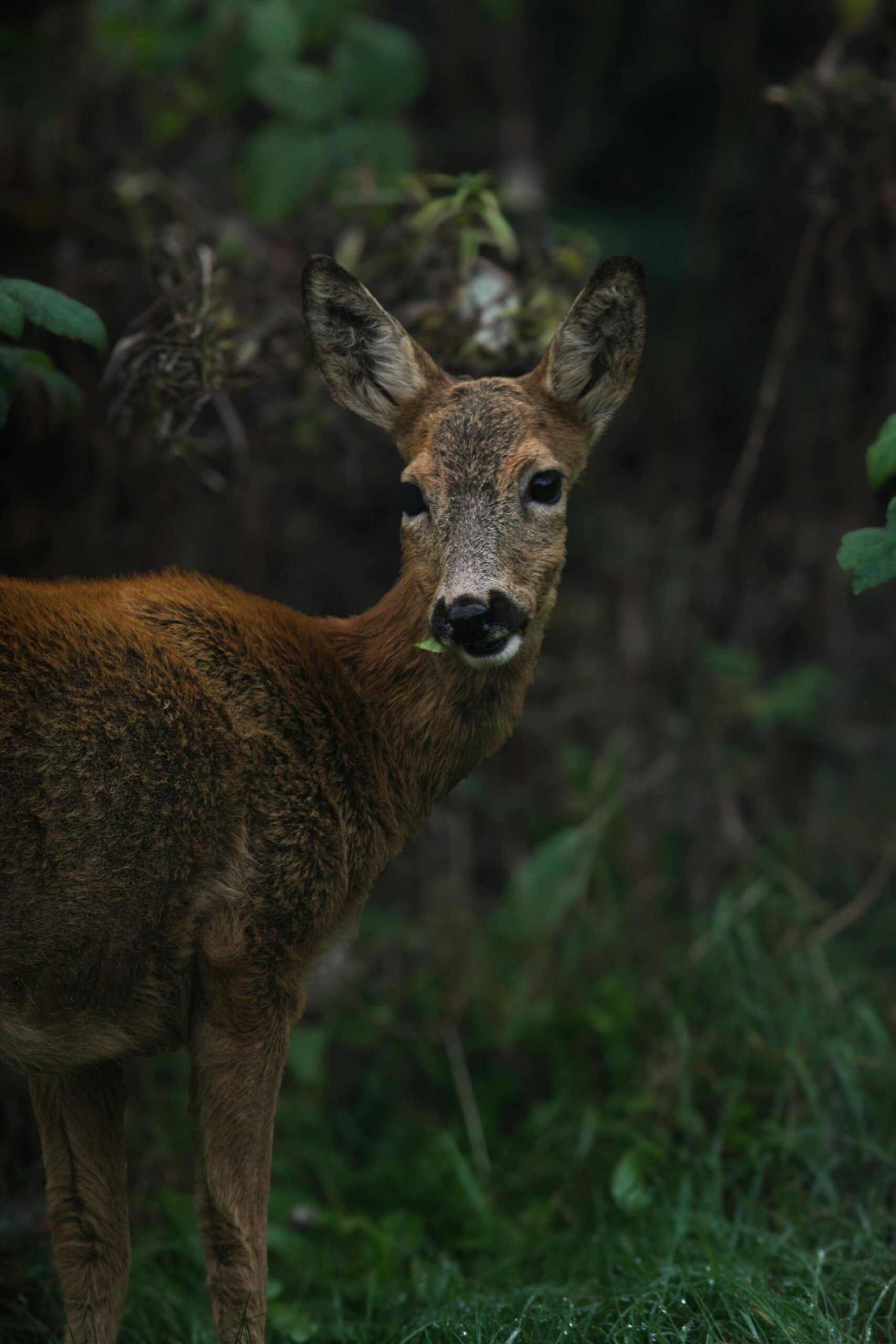 Meade County Deer Euthanized: A Digital-Age Case Study in Public ...